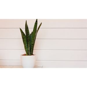 Modern V-Groove Pre-Finished Wood Wall & Ceiling Panels – Woodtone ...